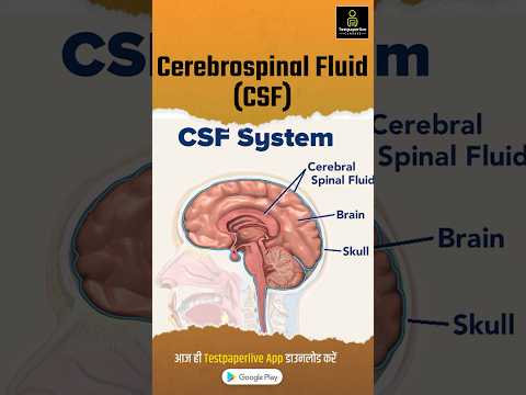 Cerebrospinal Fluid (CSF) #csf #cerebrospinalfluid #nursing #testpaperlive #shortvideo