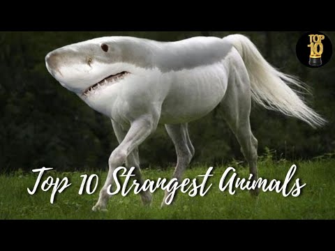 Top 10 STRANGEST ANIMALS on EARTH!!!