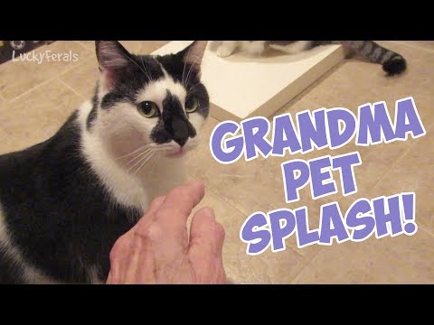 Boo Year 2 # 184 - Welcome To Palm Springs, Shields Date Garden, Grandma Feral Pet Splash