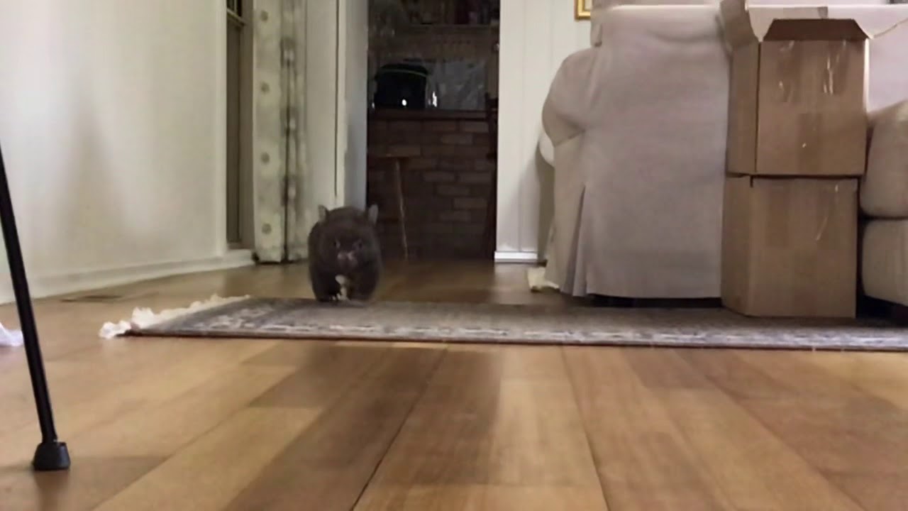Baby wombat running in slo mo