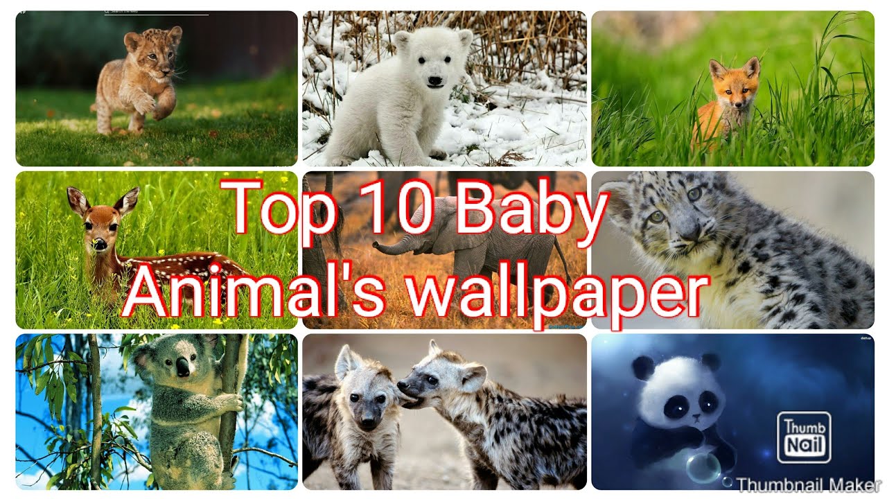 Top 10 Baby Animals Wallpaper | Download Now #trending