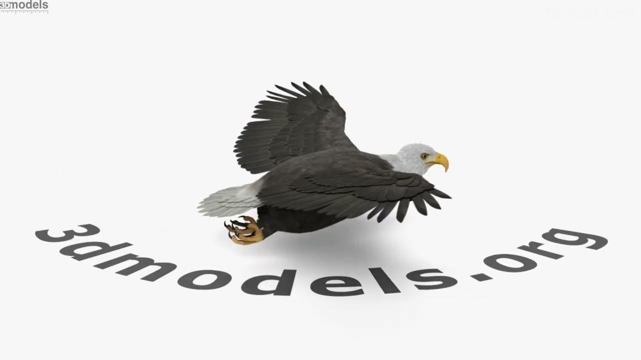 Bald Eagle Flying 3D model by 3DModels.org