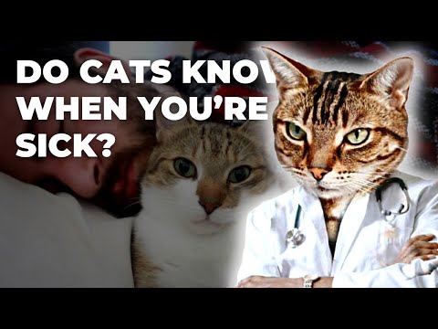 Do Cats Really Know When You're Sick?