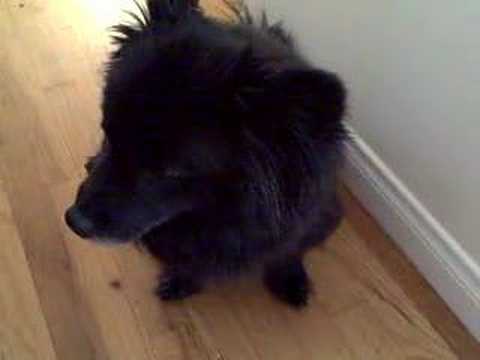 Introducing Sam