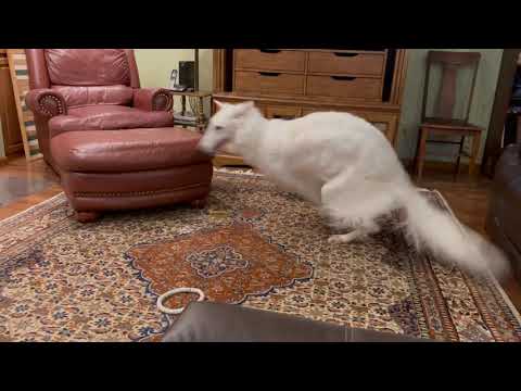 Borzoi spinning