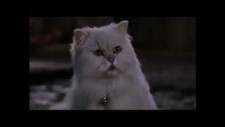 Barney In Concert Vhs May 2025 Watch HD Mp4 Video Download Free