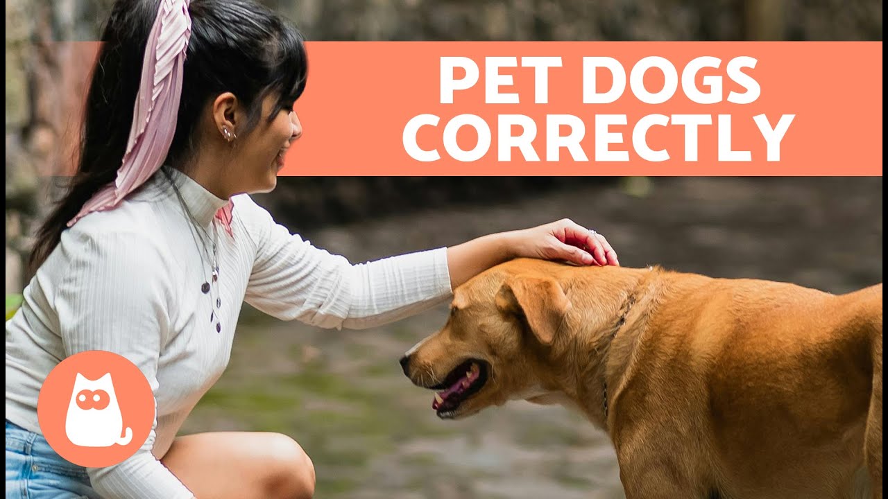 Where and How to PET a DOG 🐶👋🏻 Best and Worst Areas to PET DOGS