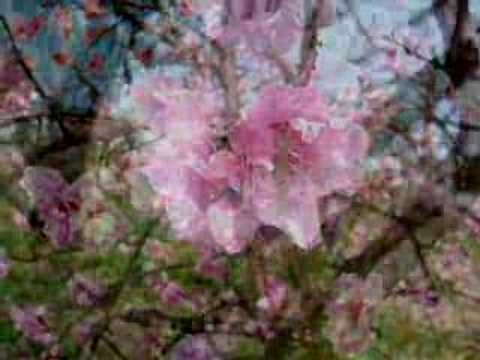 Masumoto Family Farm Elbertas - Blossoms in Spring