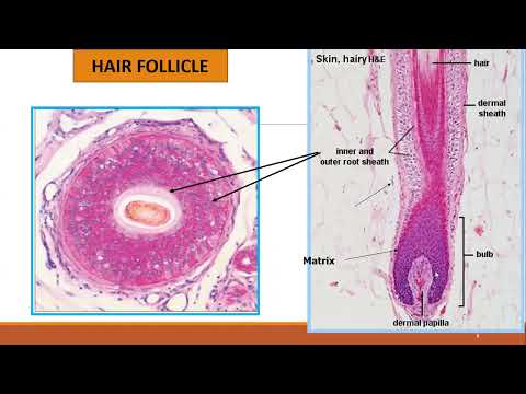 Lecture-166: Hair Anatomy, Hair cycle and "Approach to a patient with hair loss".