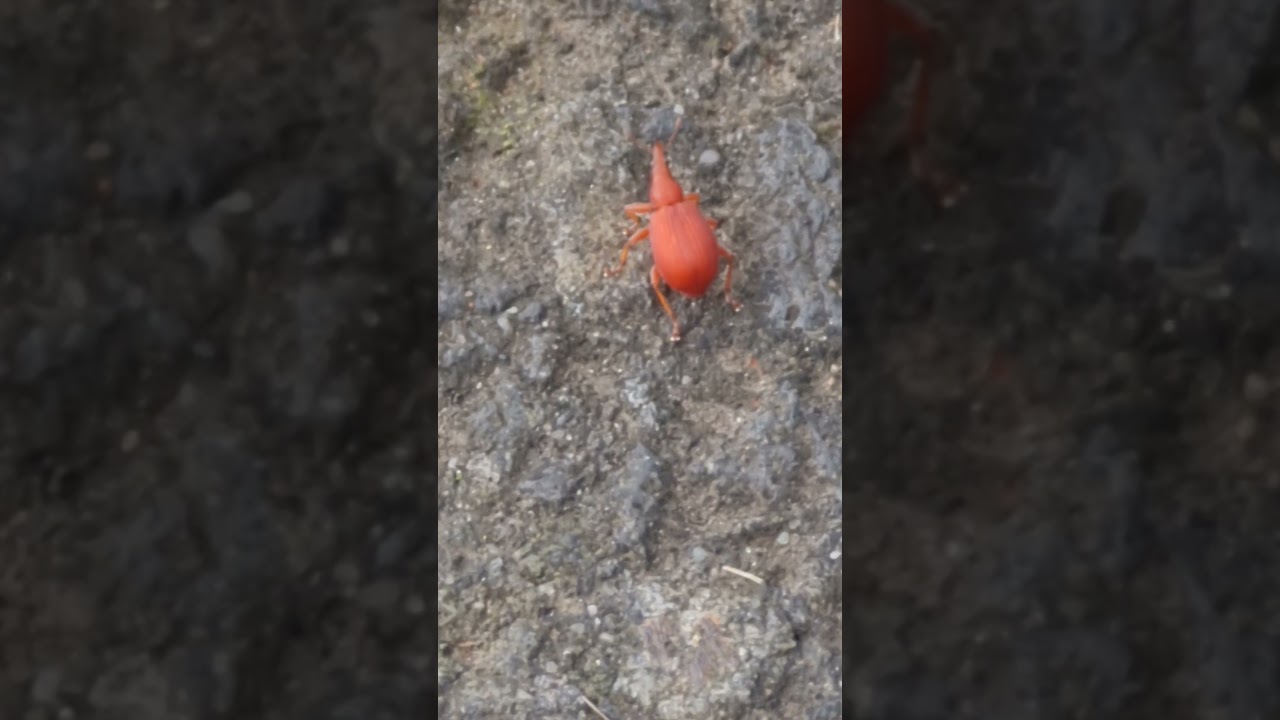 This is a Red Apion Weevil and its small and red