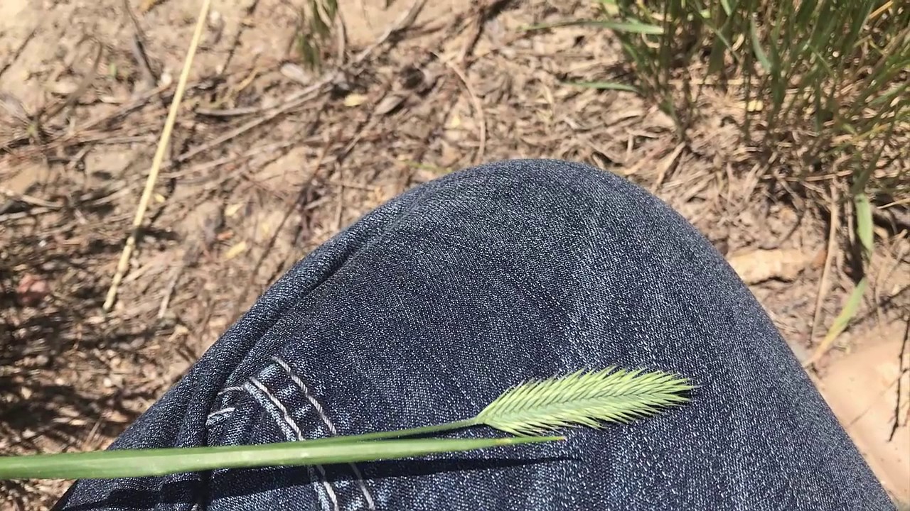 Grass Identification: Crested Wheatgrass