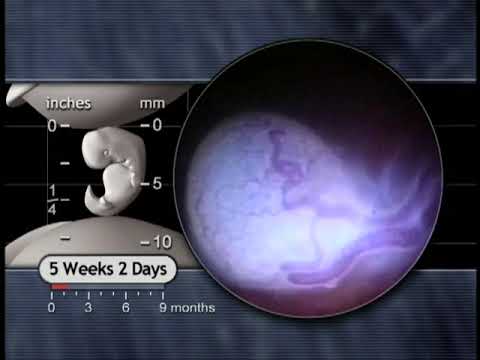 Abortion - Pro Life - Fetal Development Images