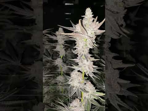 LA Pop Rocks x Purple Push Pop Cannabis Strain