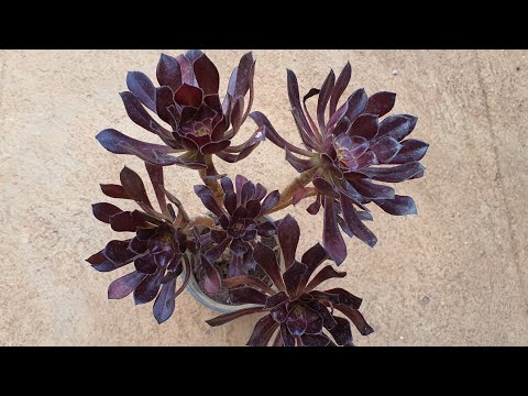How to Propagate Aeonium Zwartkop | Winter Garden Basics