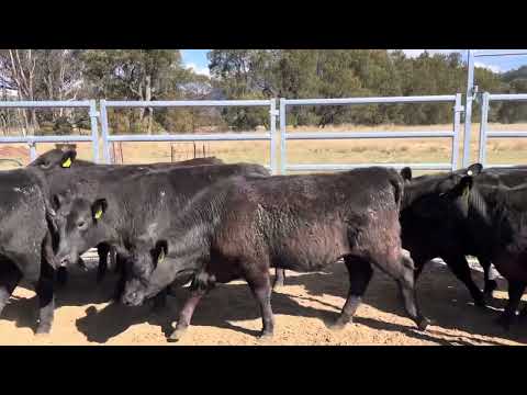 ICMS 69 Heifers - Auctions Plus 11/8/23