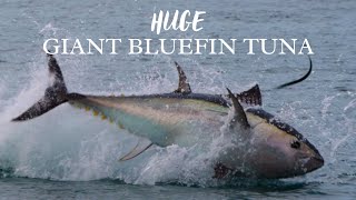 Monster tuna feeding frenzy in Devon caught on film | Devon Live