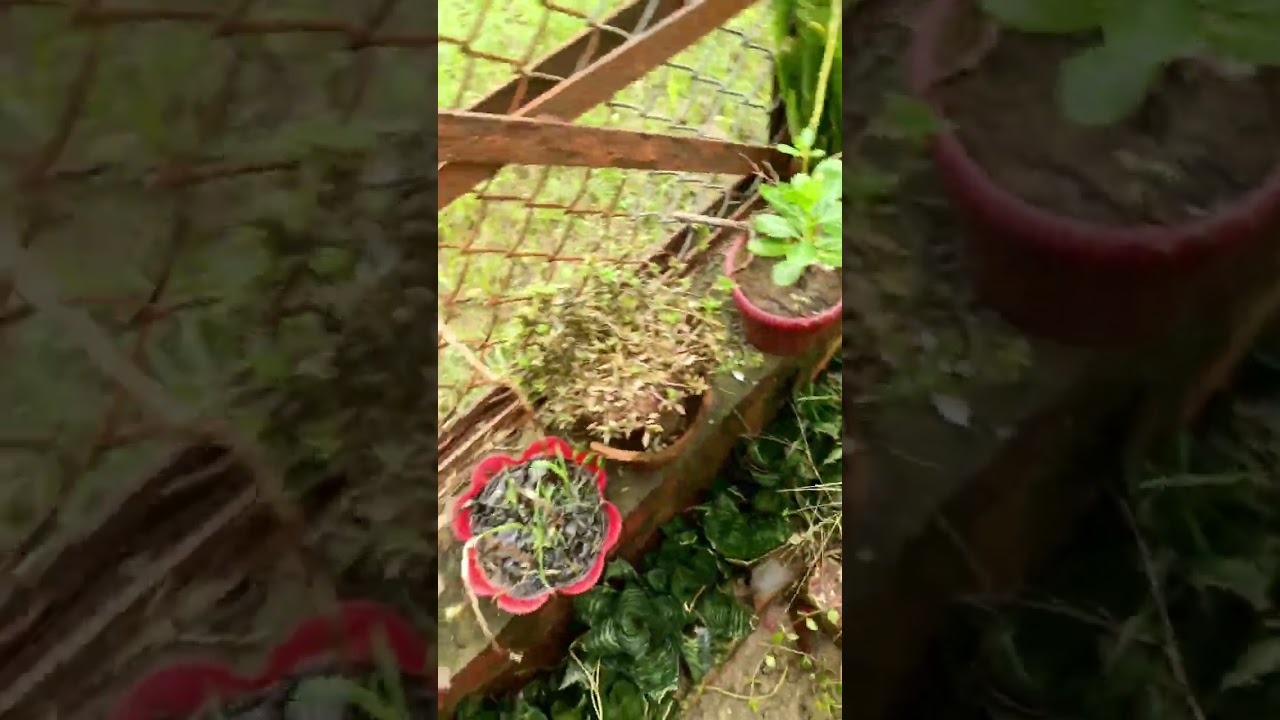 # #oddlysatisfying #satisfying #spring #hedgetrimming#diy #buxus #topiary #beforeandafter