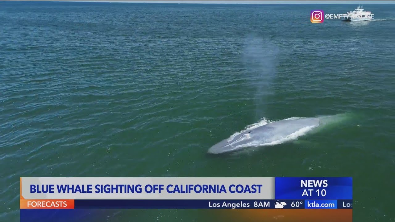 Rare blue whale spotted off Southern California coast