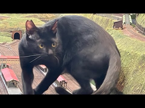 You too can receive the baptism of love from Monet the black cat. Her baptism is today