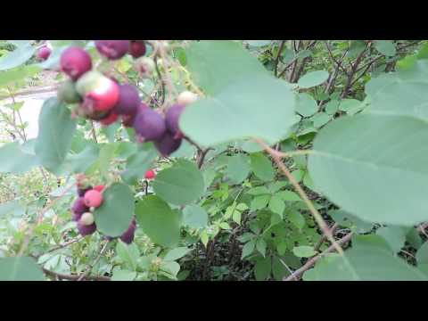 Capital Naturalist: Serviceberry in my Yard