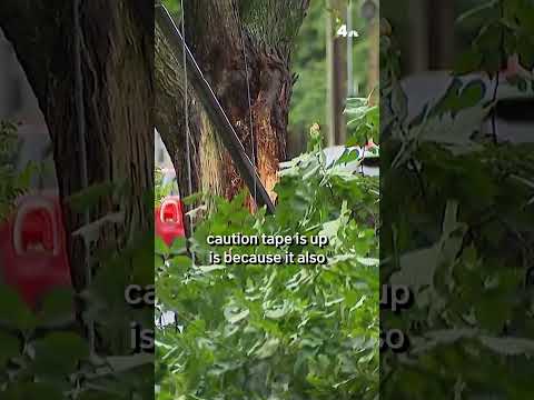 Tree falls into power line, setting leaves on fire during powerful DC storm | NBC4 Washington