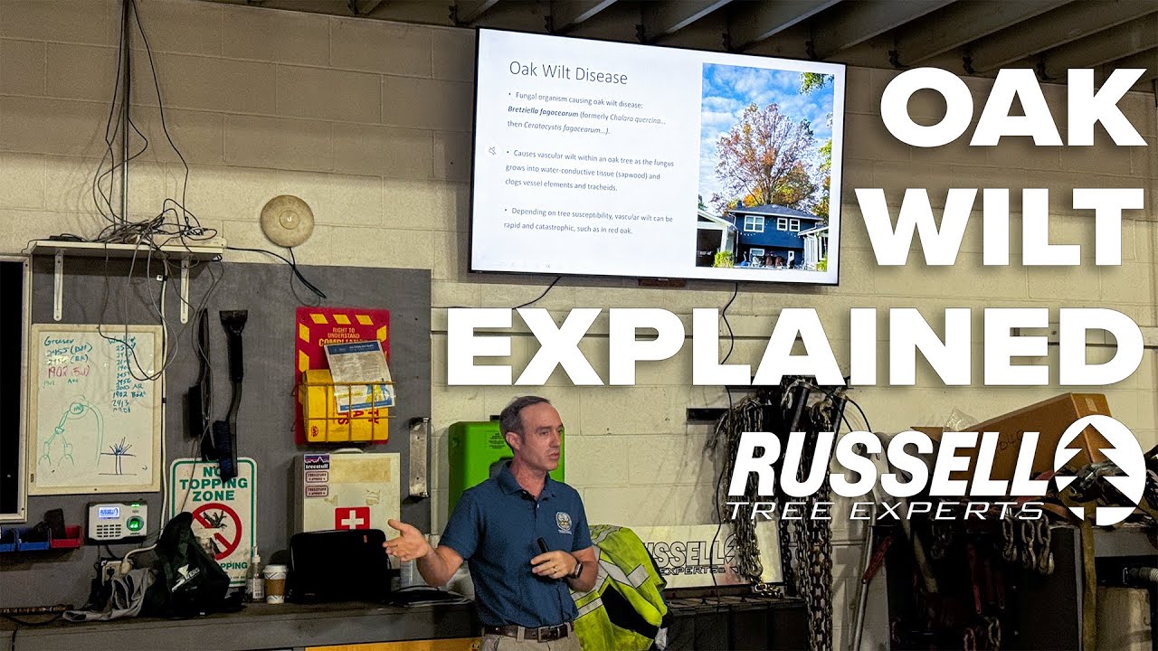 Oak Wilt Disease Explained by ISA Board Certified Master Arborist® José Fernández