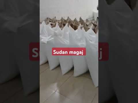 Magajtari - Wholesale Price & Mandi Rate for Magaj Seeds