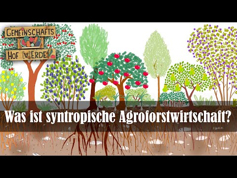 Syntropie und Syntropische Agroforstwirtschaft 🌳🌲🍎🍐 Was ist das? [+ english subtitles]