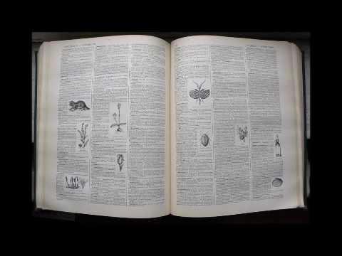 Anthracothère | Dictionnaire français audio