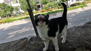 Tuxie The Cat Meowing Very Loudly Watch HD Mp4 Video Download Free