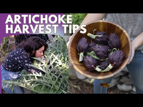 How I Harvest Artichokes From the Garden~ Growing a lot of artichokes