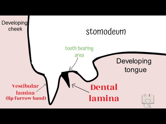 Understanding the Complex Development of Teeth: Morphological Stages ...