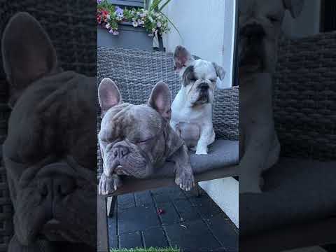 When You Are Obsessed With Frenchies #dogdad #newpuppy