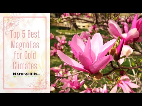 Top 5 Best Magnolias for Cold Climates | NatureHills.com