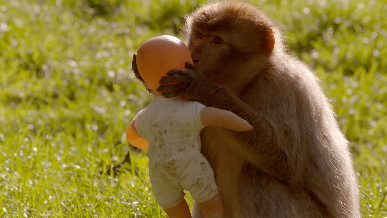 What is a monkeys favourite toy? - Horizon: Is your Brain Male or Female - BBC