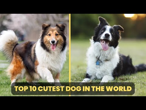 Top 10 Smartest Dogs in the World | Intelligent Dog Breeds