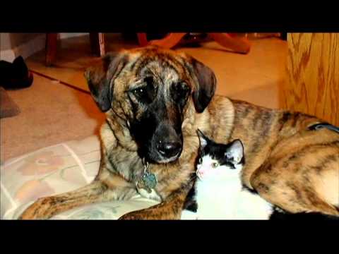 FDA Seeks Pet Owner Help On Dangerous Jerky Treats