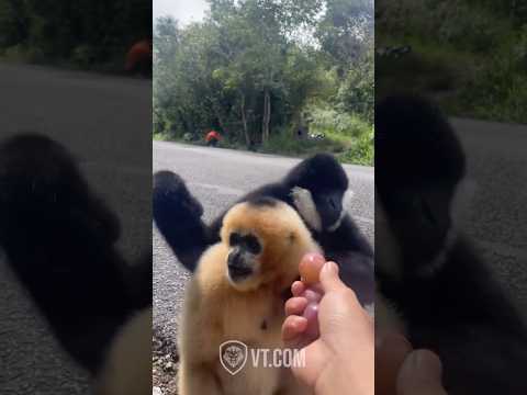 Black Monkey’s Wife Meets His Old Friend 🐒