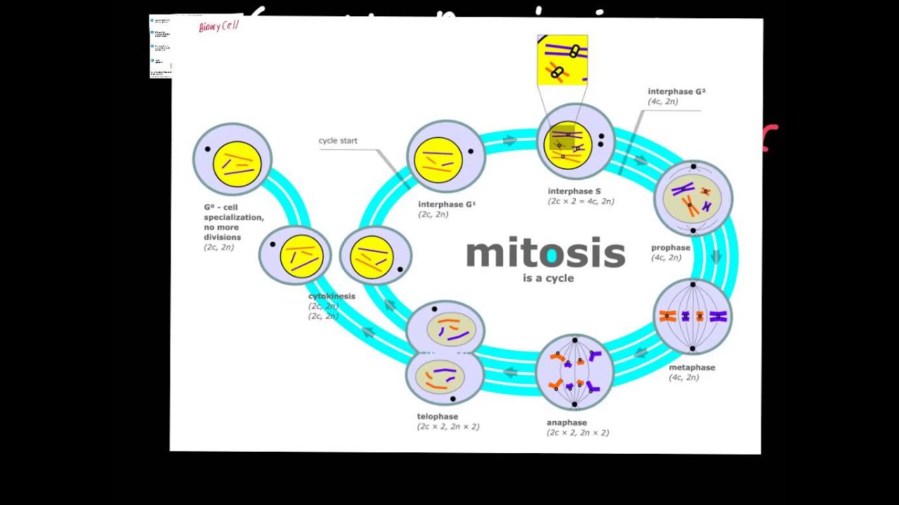 Cell Division: Prokaryotic vs. Eukaryotic