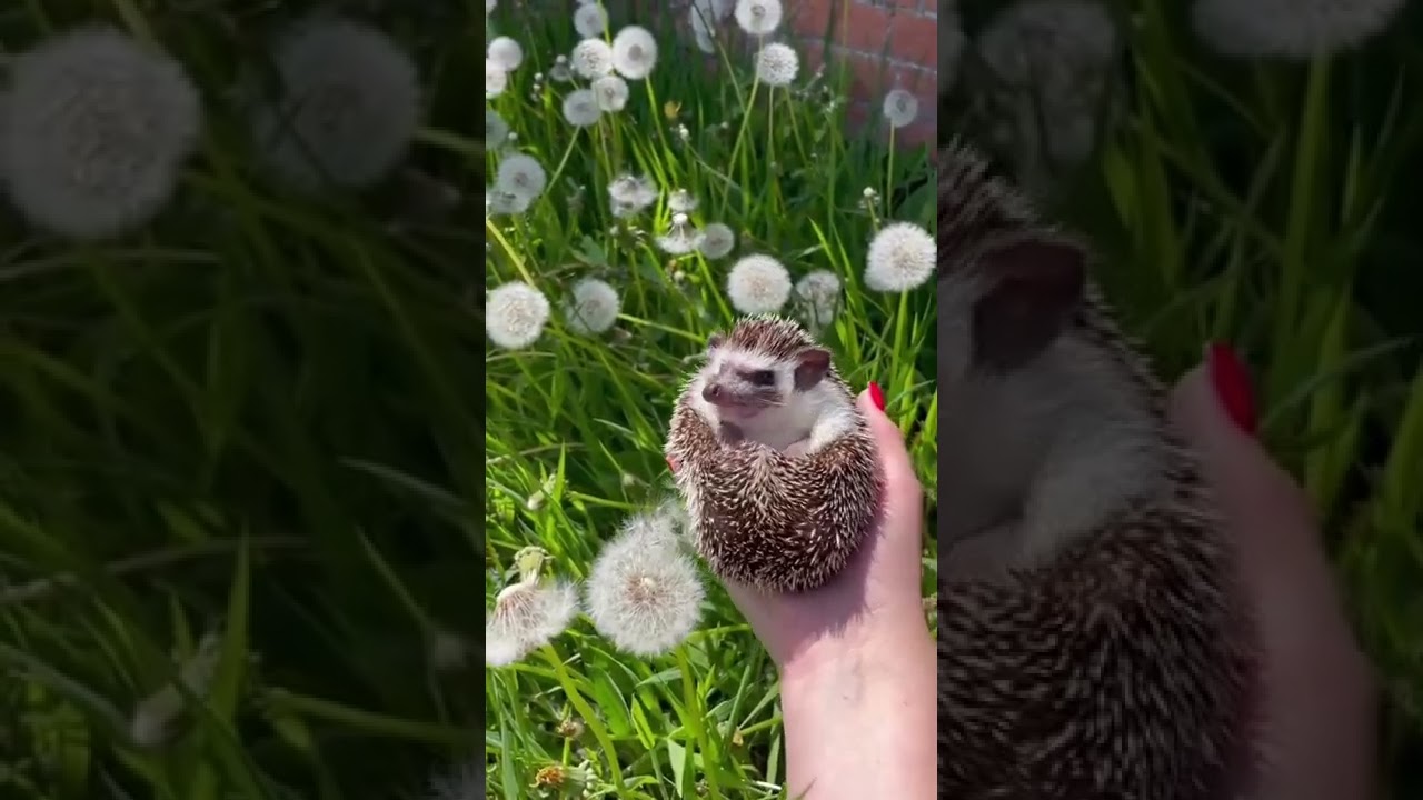 Hedgehog Sneeze!