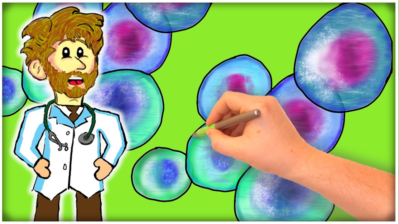 Stem Cells: How FASTING Enhances STEM CELL REGENERATION!