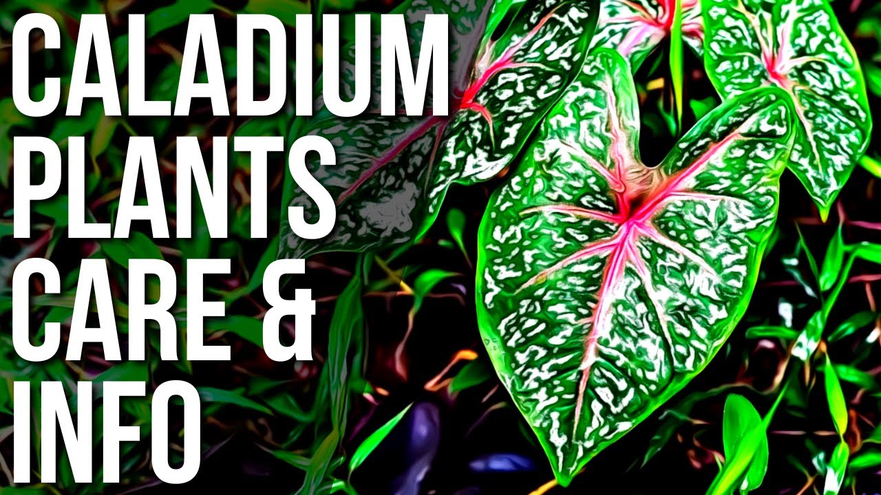 Caladium Plant Info And Care | Caladium Care Tips And Tricks!