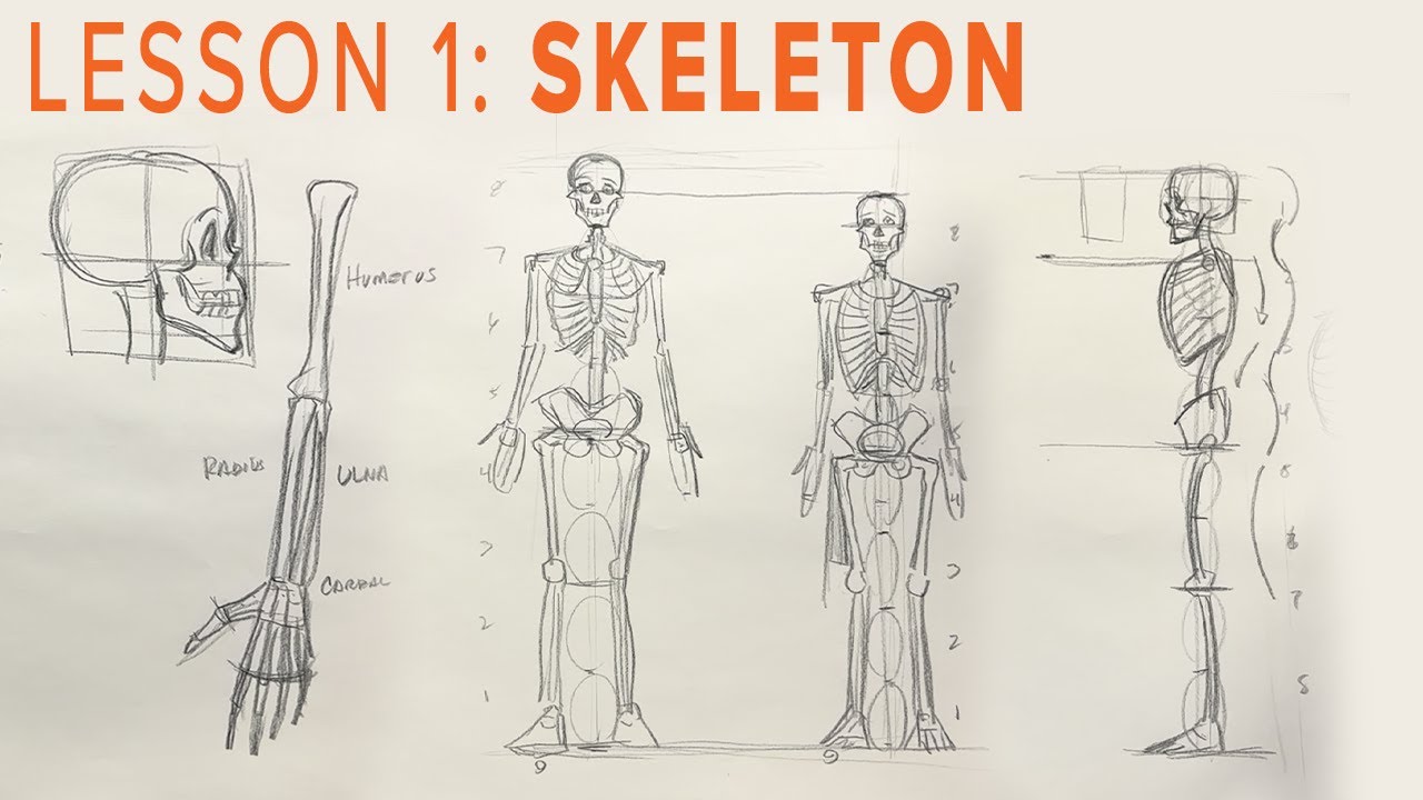 Learn to Draw Anatomy - Skeleton Structure