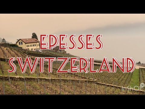 WHERE TO FIND THE BEST SWISS WINES IN SWITZERLAND