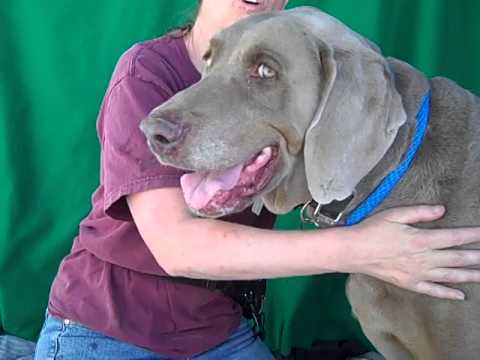 A4361861 Homer