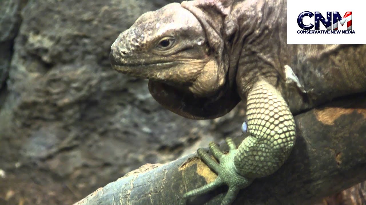 Anegada Island Iguana Moving on a Branch in HD
