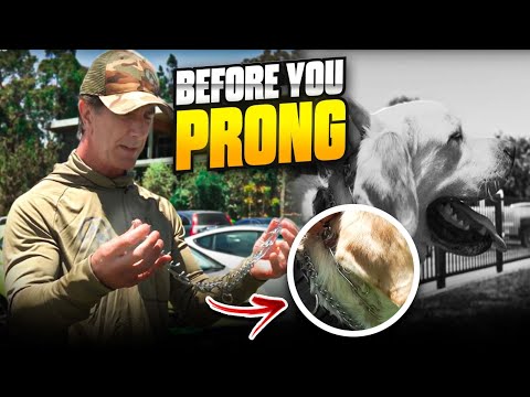 Don't USE a PRONG Collar on your DOG until You Watch This video