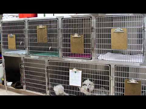 Companion Pet Clinic of Bend Oregon.mov