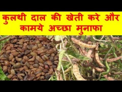 Kulthi Dal - Wholesale Price & Mandi Rate for Horse Gram in India