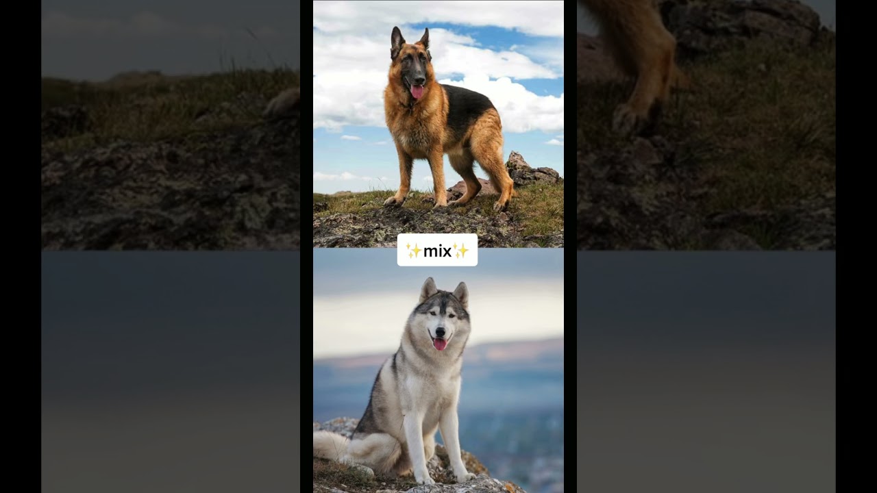 German Shepherd Siberian Husky Mix